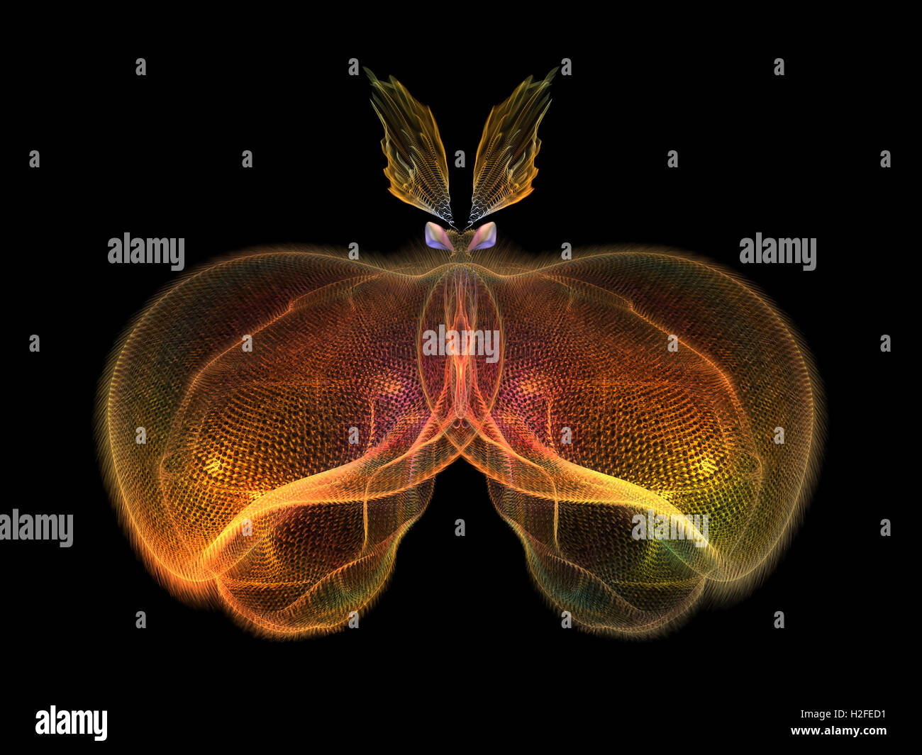 Shining butterfly hi-res stock photography and images - Alamy