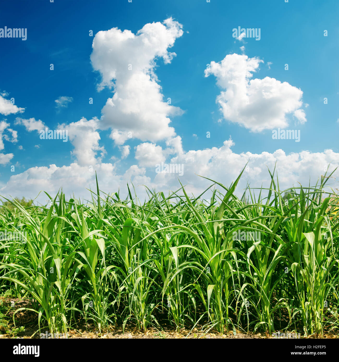 green maize field and clouds Stock Photo - Alamy