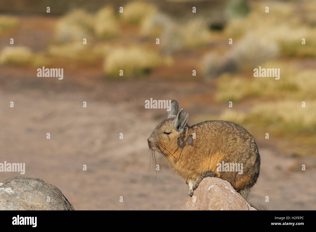 Viscacha lagidium hi-res stock photography and images - Alamy
