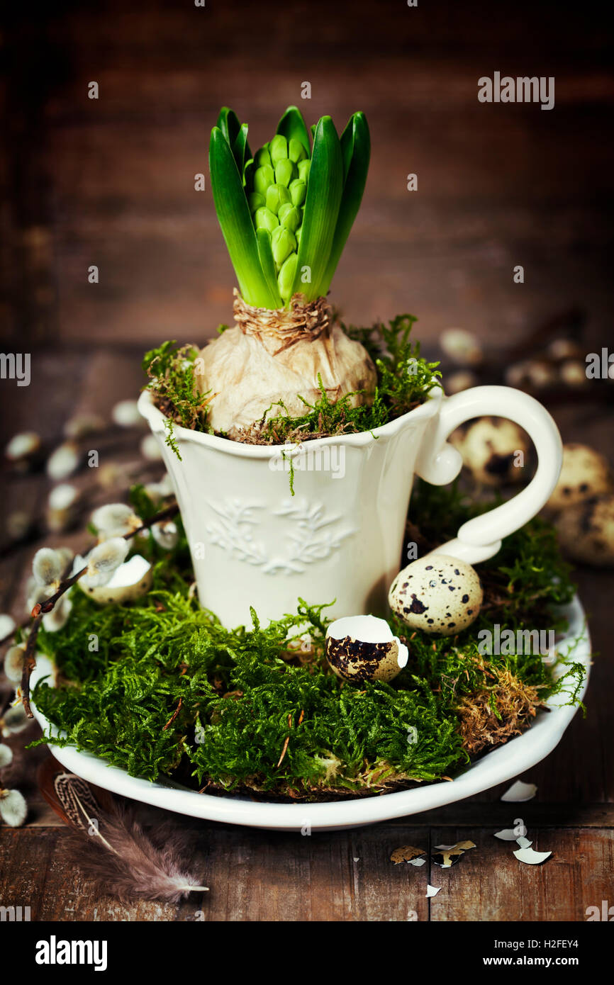 growing spring flower in a cup Stock Photo - Alamy