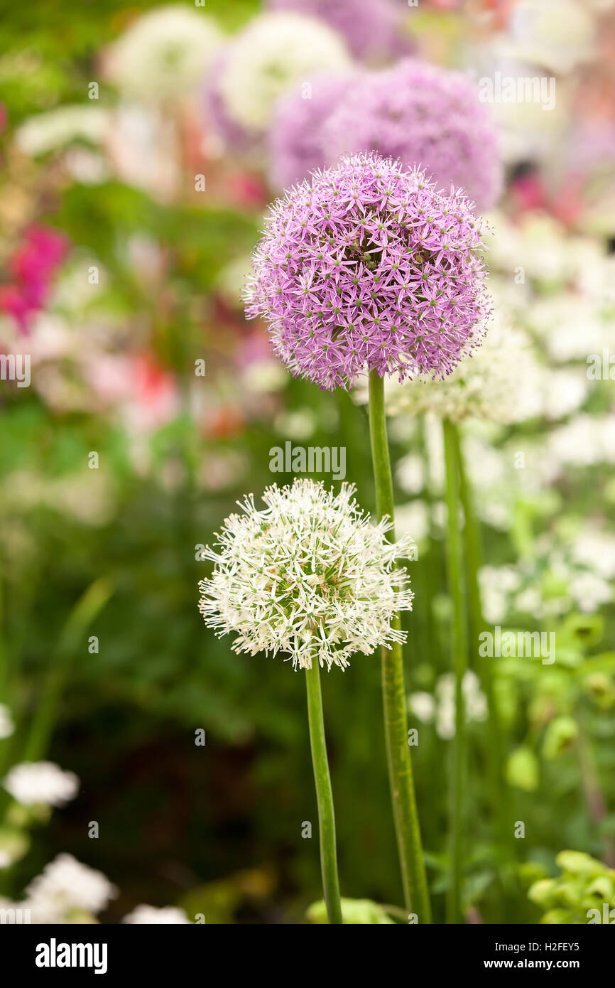 Allium flowers in garden Stock Photo - Alamy