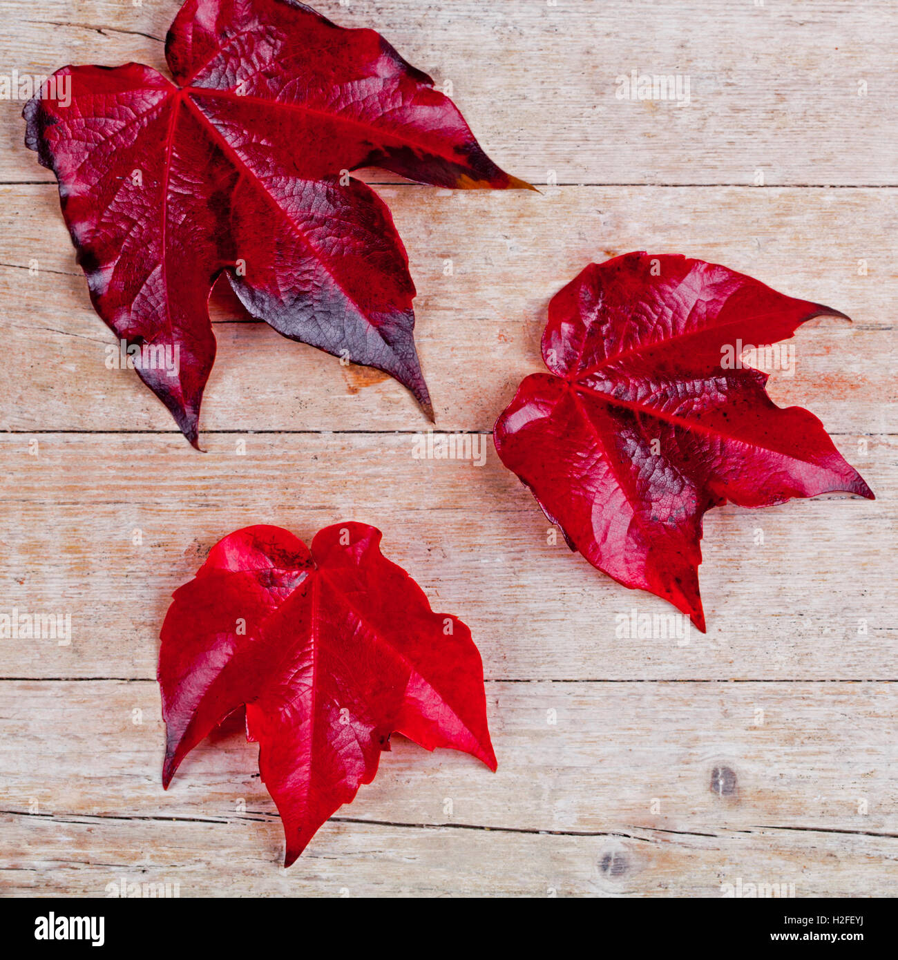 Three empty leaves hi-res stock photography and images - Alamy