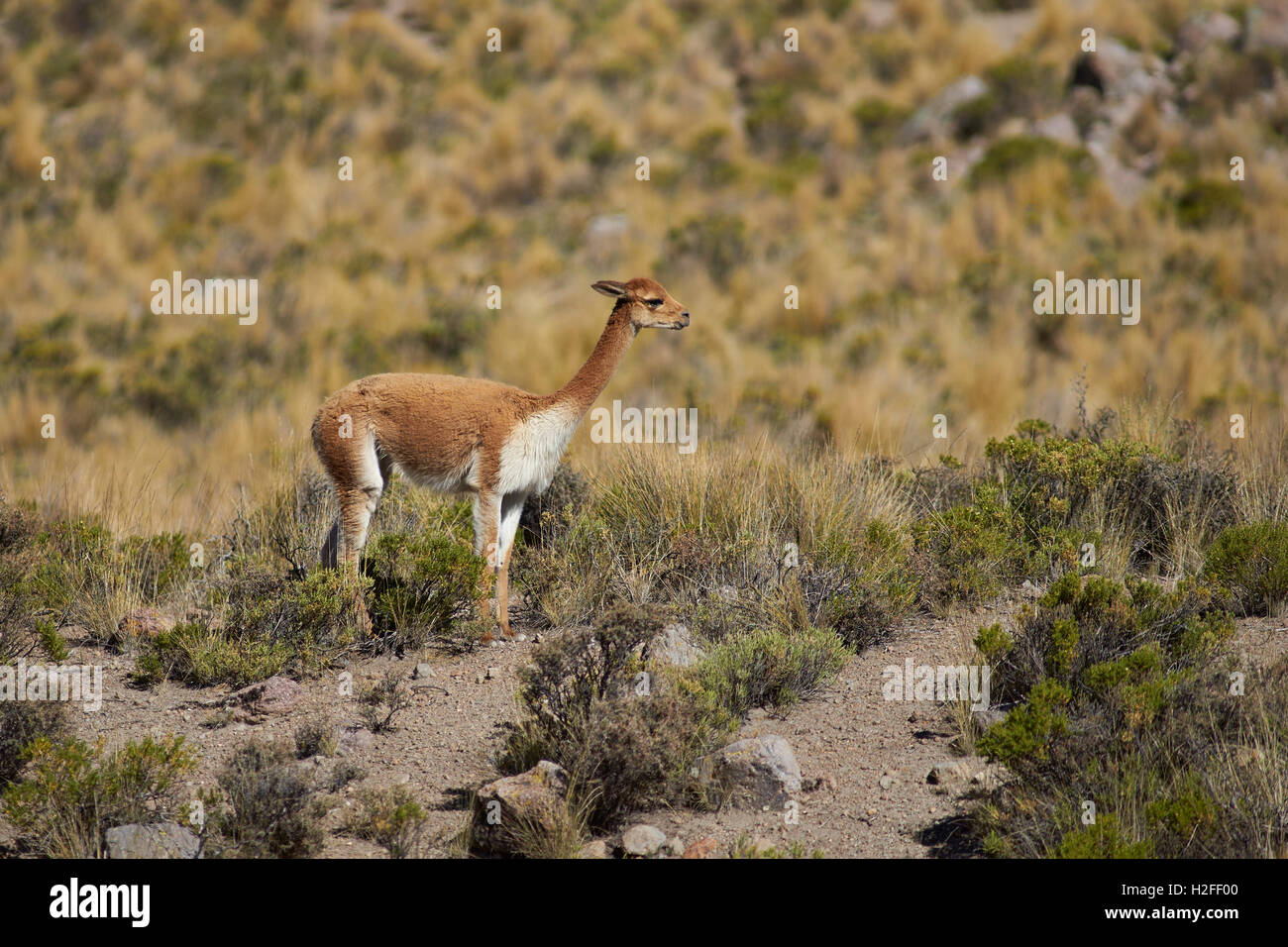 Adult vicuna (Vicugna vicugna Stock Photo - Alamy