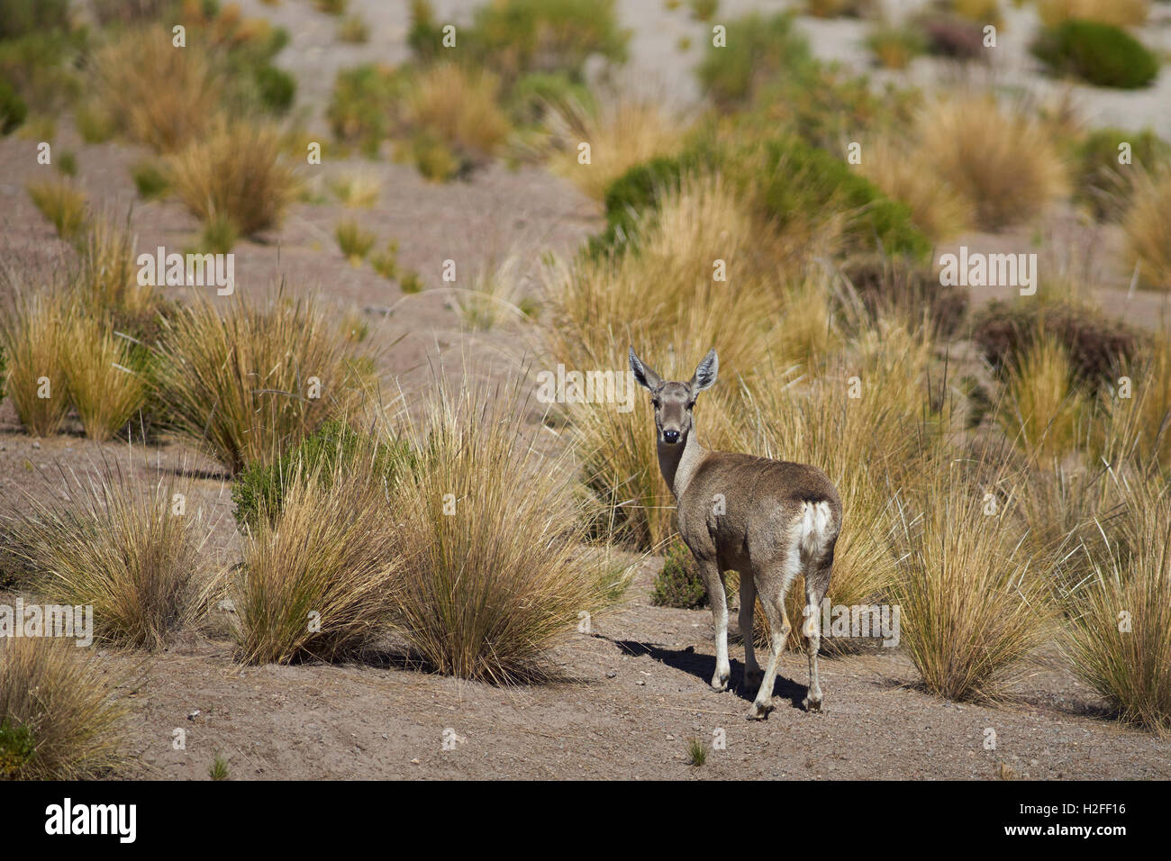 North Andean Deer (Hippocamelus antisensis Stock Photo - Alamy