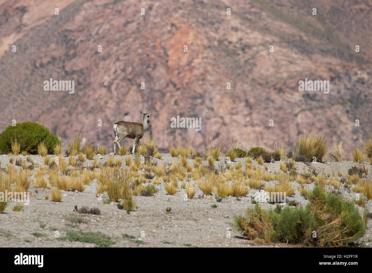 North Andean Deer (Hippocamelus antisensis Stock Photo - Alamy