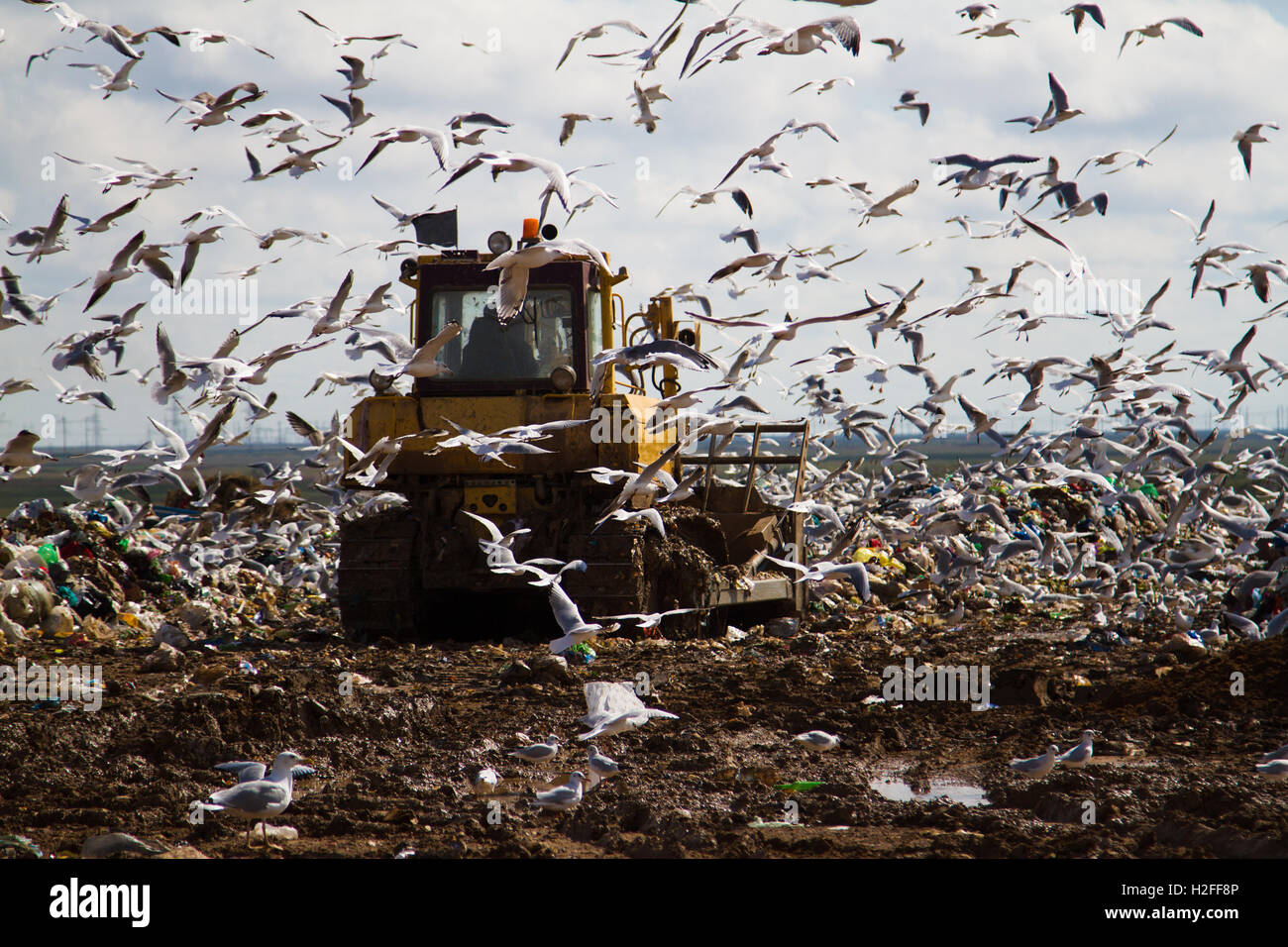 Landfill rubbish bulldozers processing garbage Stock Photo - Alamy
