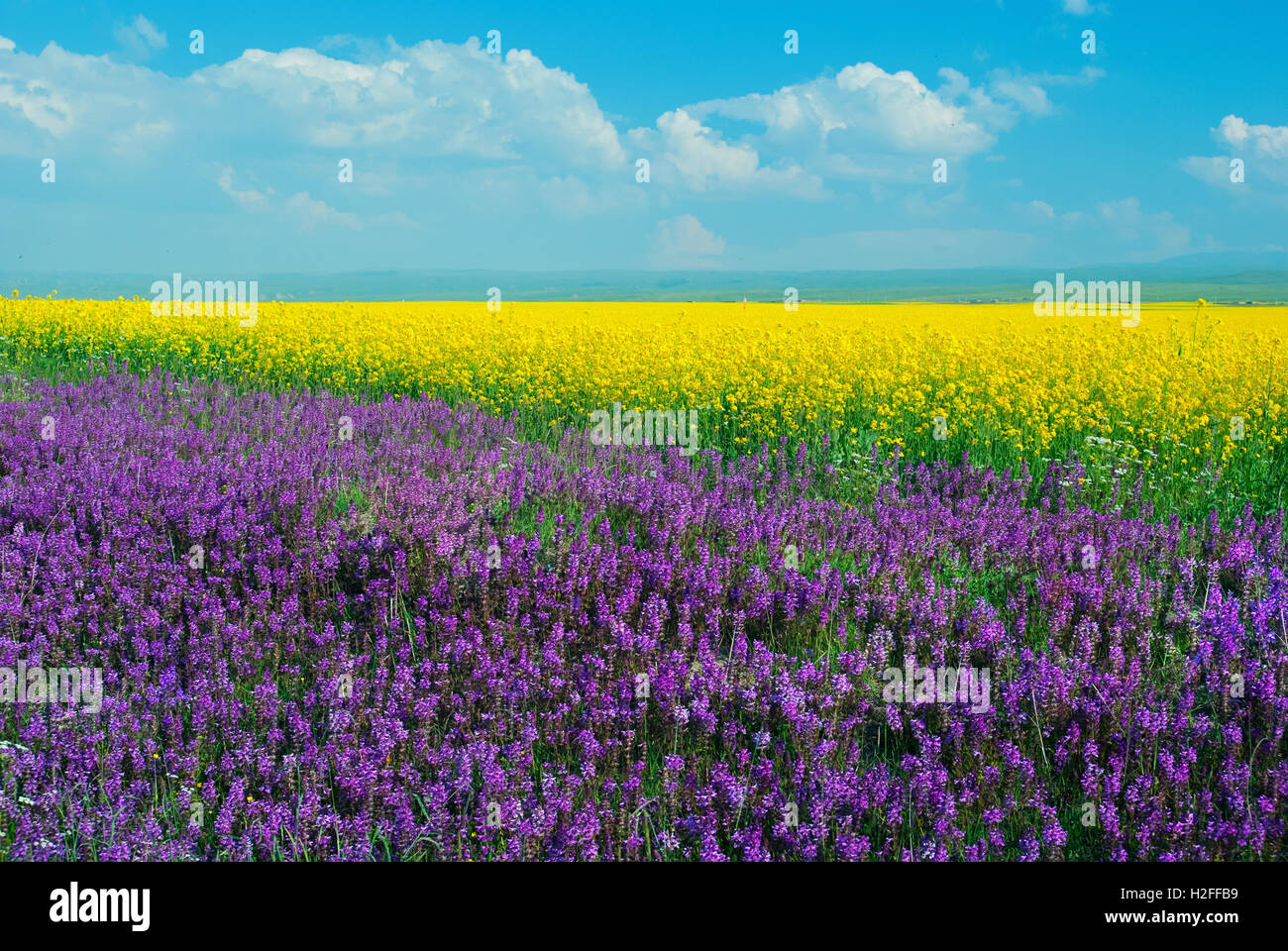 Canola Fields China High Resolution Stock Photography and Images - Alamy