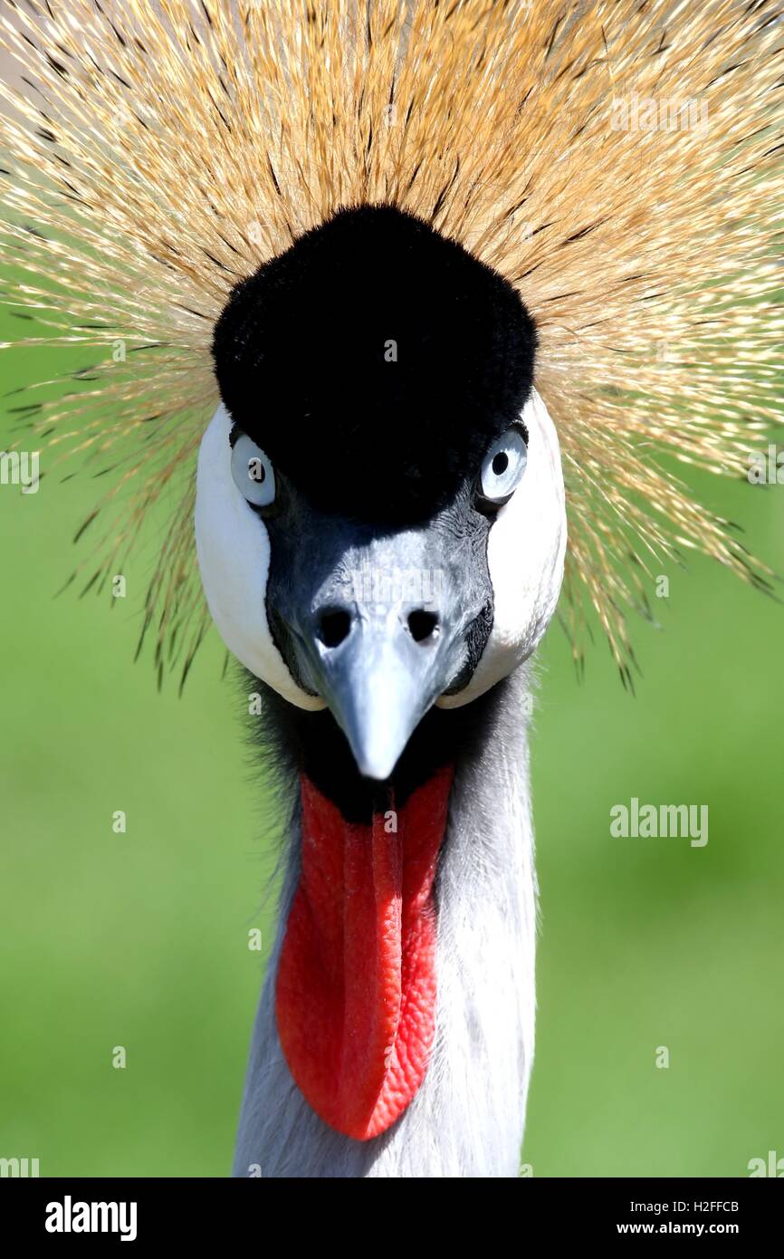 Blue crane bird hi-res stock photography and images - Alamy