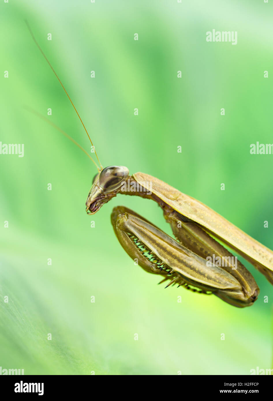 Close up of large yellow and green praying mantis against bright green ...