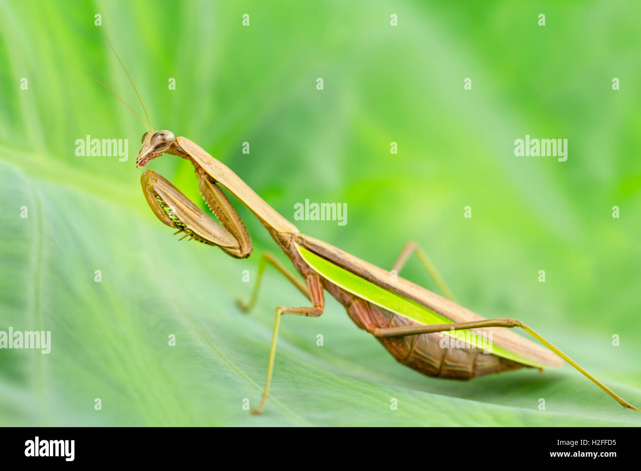 Close up of 4 to 5 inch long praying mantis adult, on large leaf Stock ...