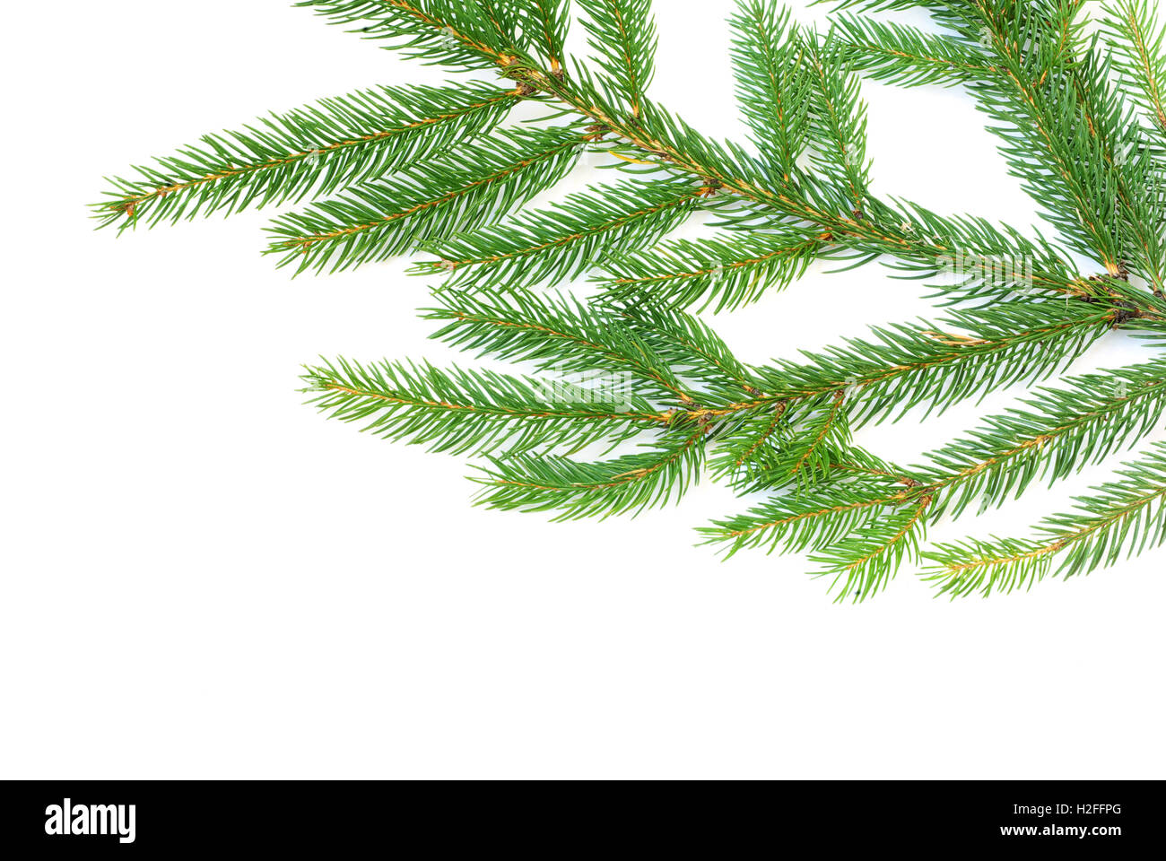 fir tree branches Stock Photo - Alamy