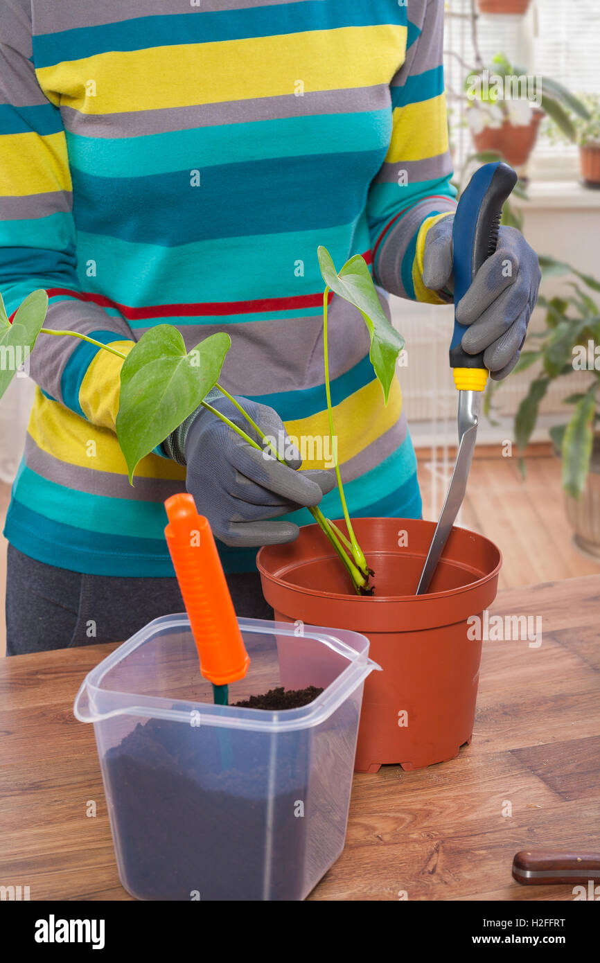 Repoting hi-res stock photography and images - Alamy