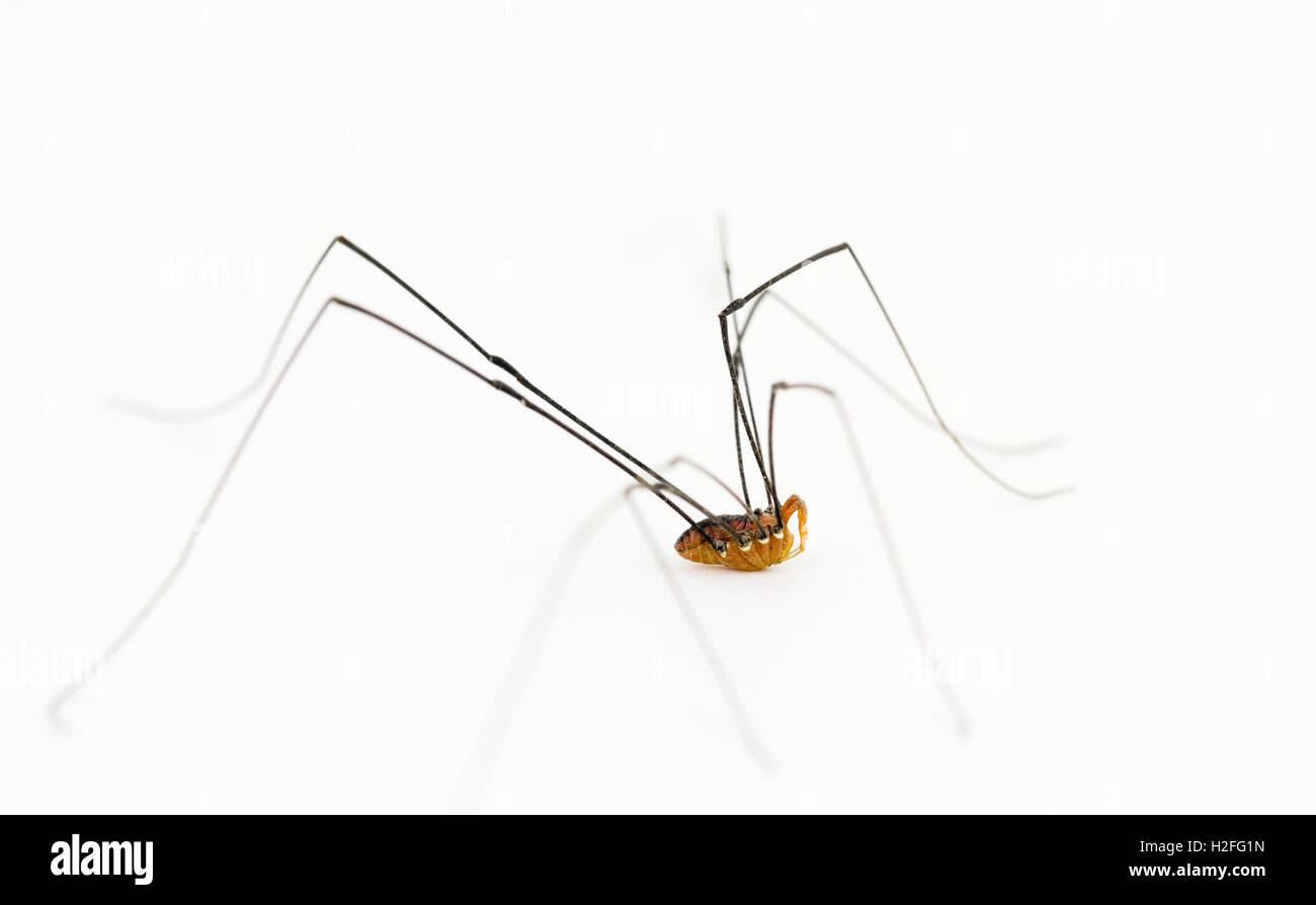 Side view of 8 legged harvestman insect, but, not a spider Stock Photo ...