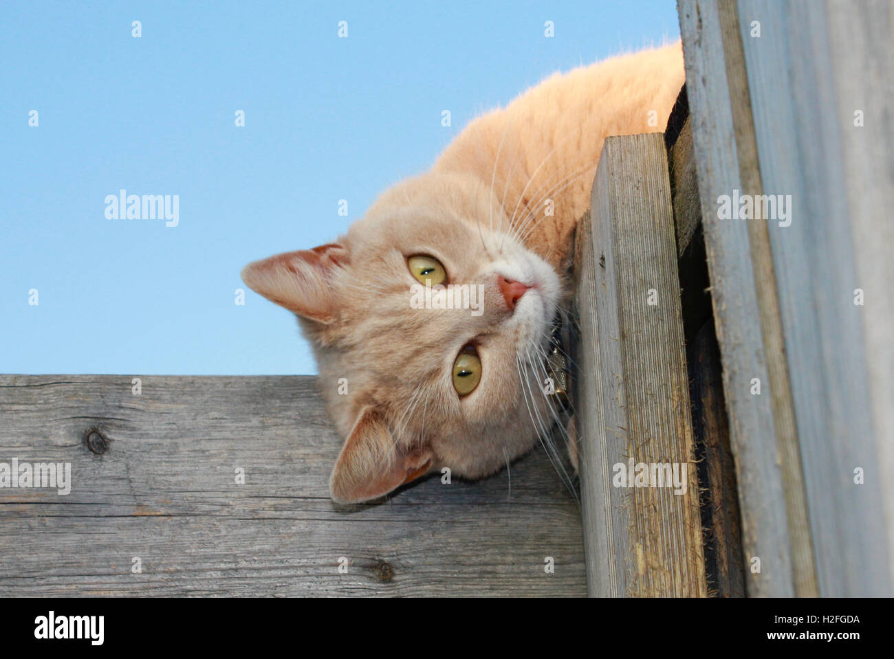 Observant cat hi-res stock photography and images - Alamy