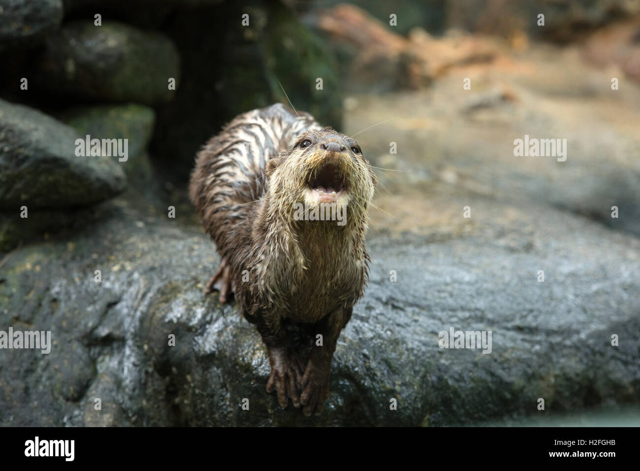 Brown otter hi-res stock photography and images - Alamy