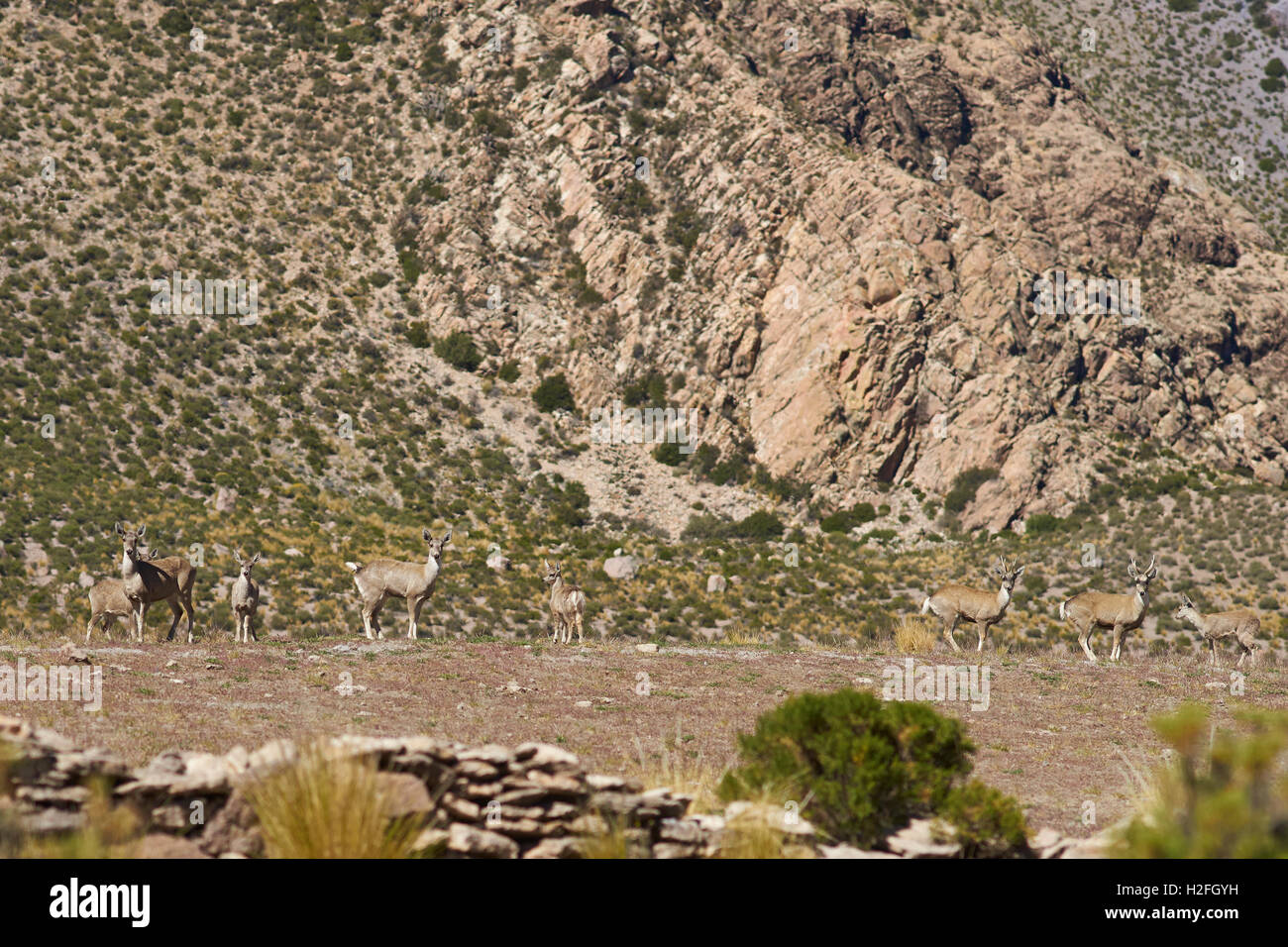 Group of rare North Andean Deer (Hippocamelus antisensis) on the ...