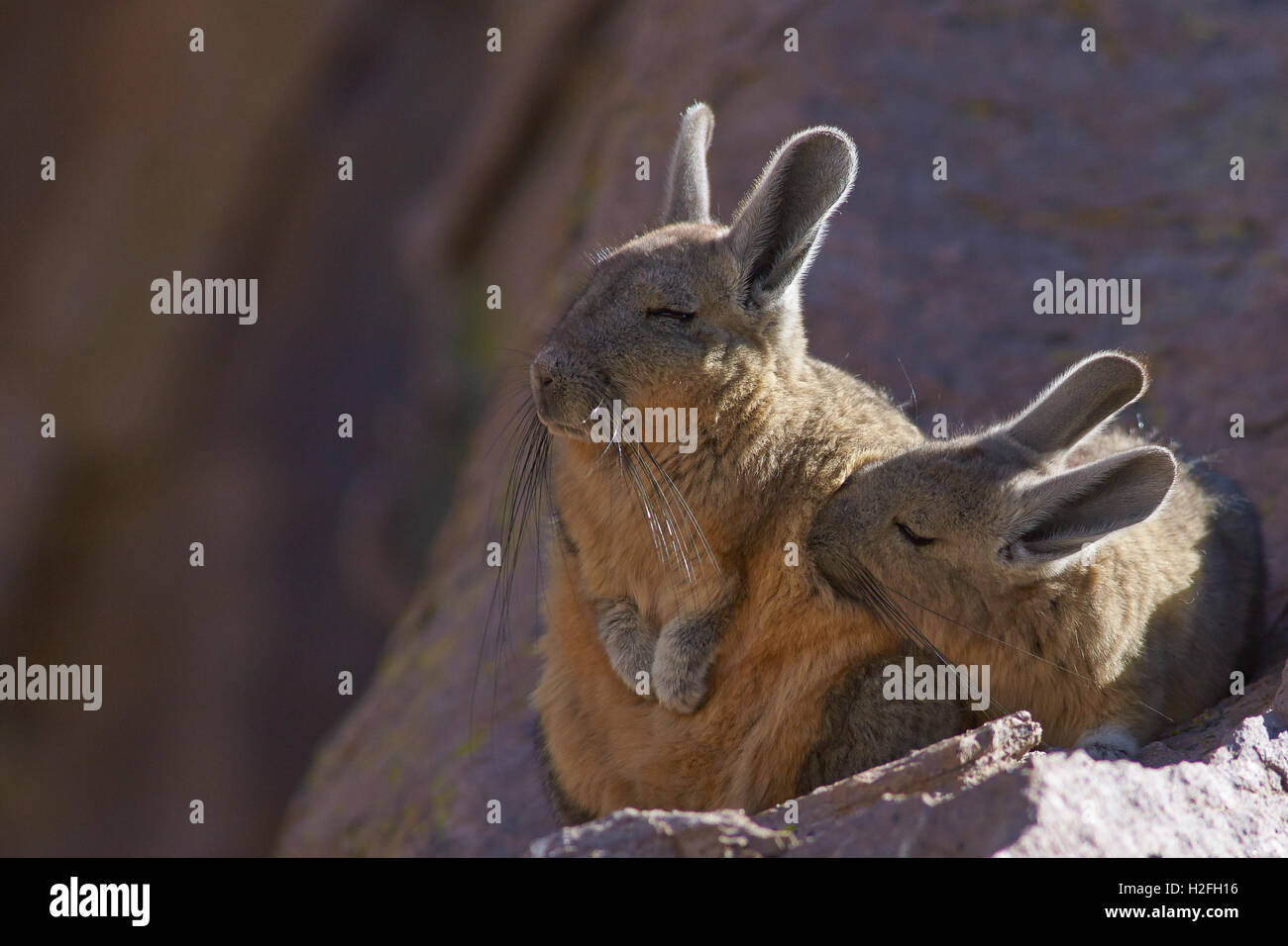 Vizcacha hi-res stock photography and images - Alamy