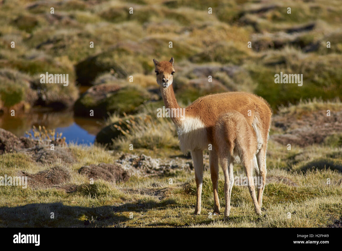 Female vicuna (Vicugna vicugna) suckling its offspring Stock Photo - Alamy