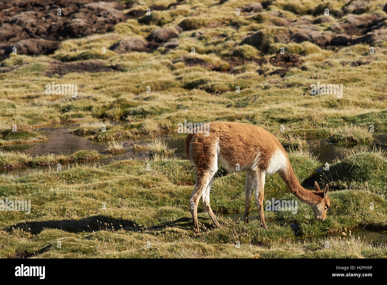Vicuna (Vicugna vicugna) grazing in a wetland on the Altiplano Stock ...