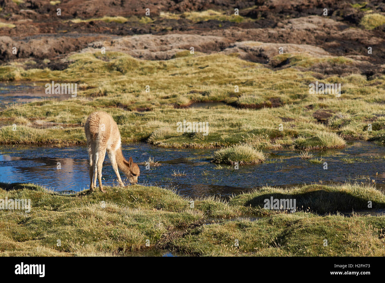 Vicuna baby hi-res stock photography and images - Alamy