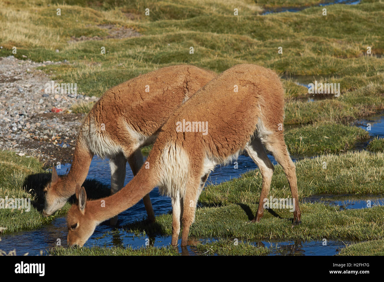 Vicuna (Vicugna vicugna) Grazing Stock Photo - Alamy