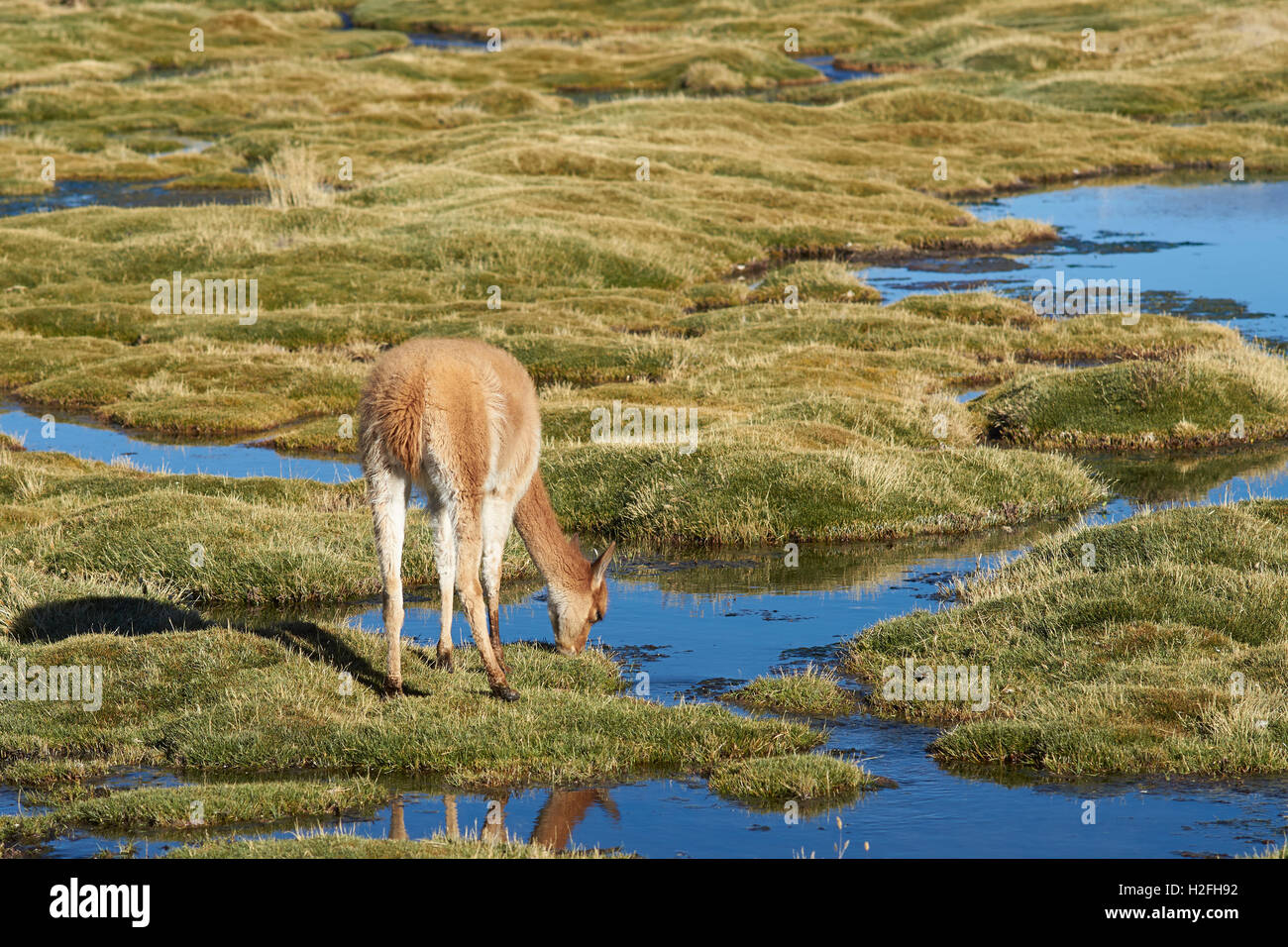 Vicuna Baby Stock Photos & Vicuna Baby Stock Images - Alamy