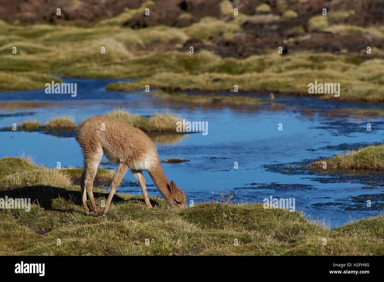 Young Vicuna (Vicugna vicugna Stock Photo - Alamy