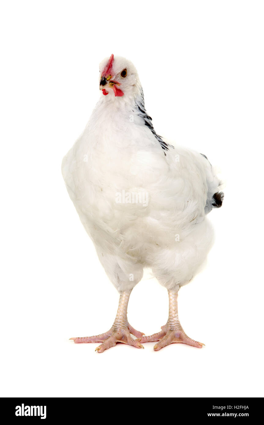 Chicken cluck Cut Out Stock Images & Pictures - Alamy