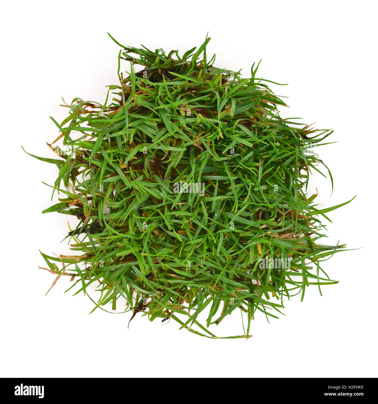 Grass cross section hi-res stock photography and images - Alamy
