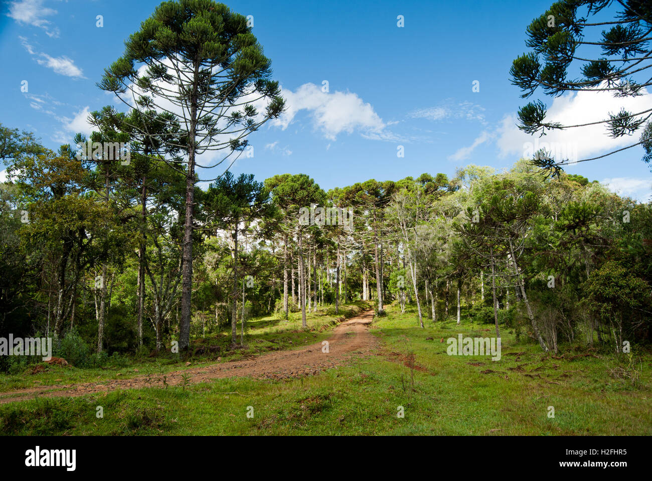 Araucaria leaf hi-res stock photography and images - Alamy