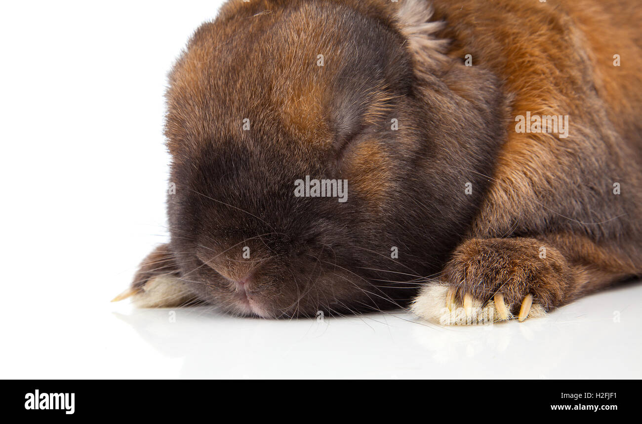 rabbit isolated on a white background Stock Photo - Alamy