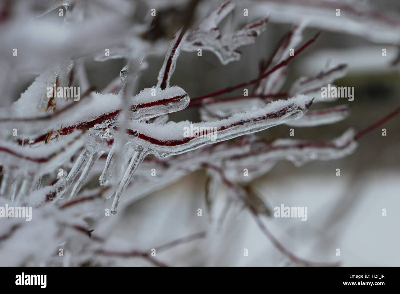 Ice storm frozen branches hi-res stock photography and images - Alamy