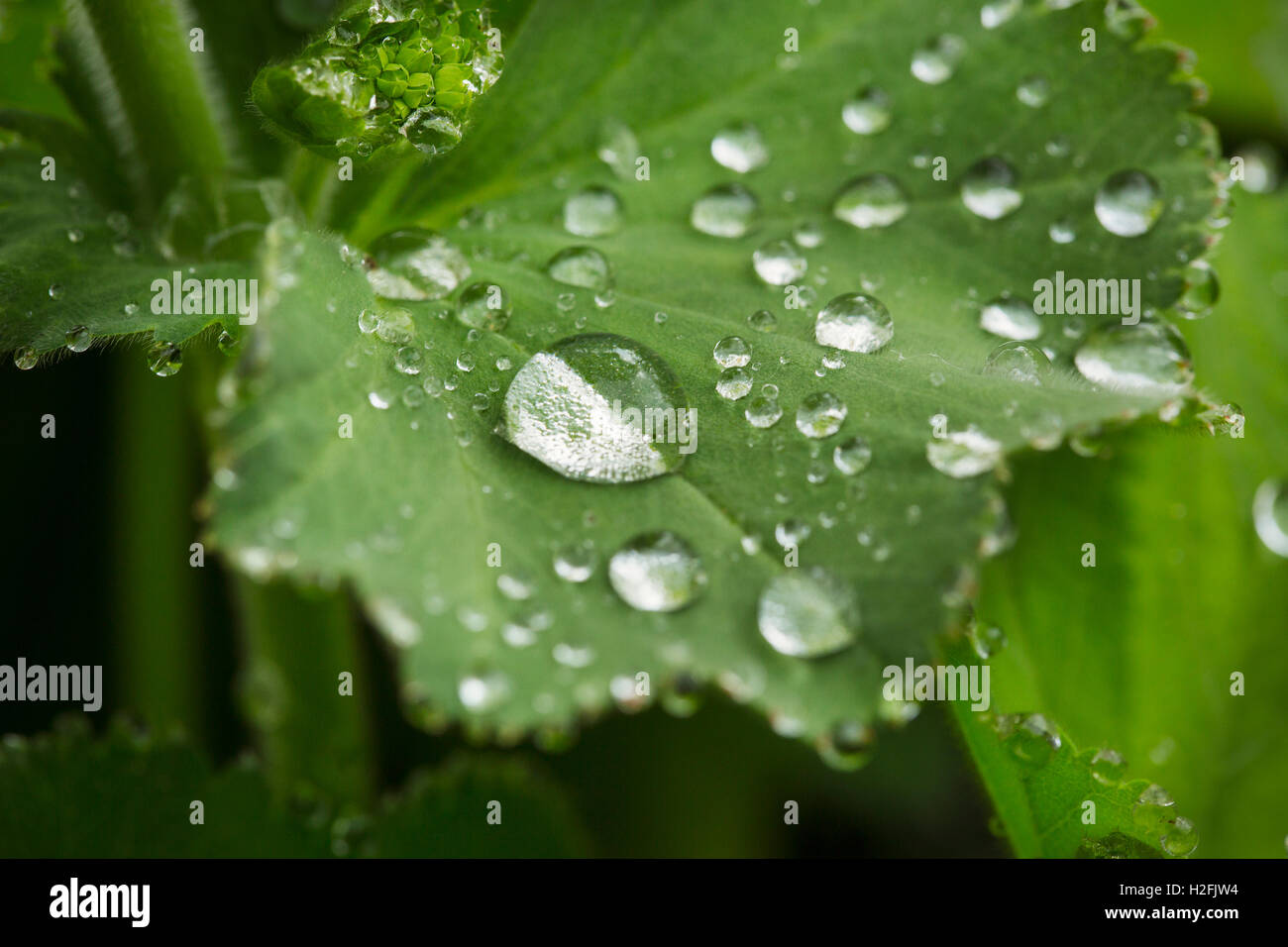 An alchemilla mollis leaf with beads of water clinging to the surface ...