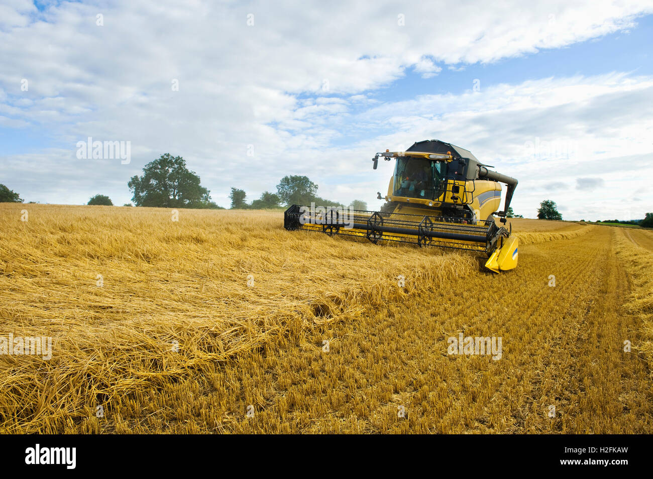 Cutting corn field hi-res stock photography and images - Alamy