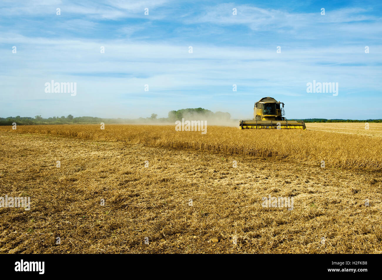 A combine harvester in a field, cutting a field of corn Stock Photo - Alamy