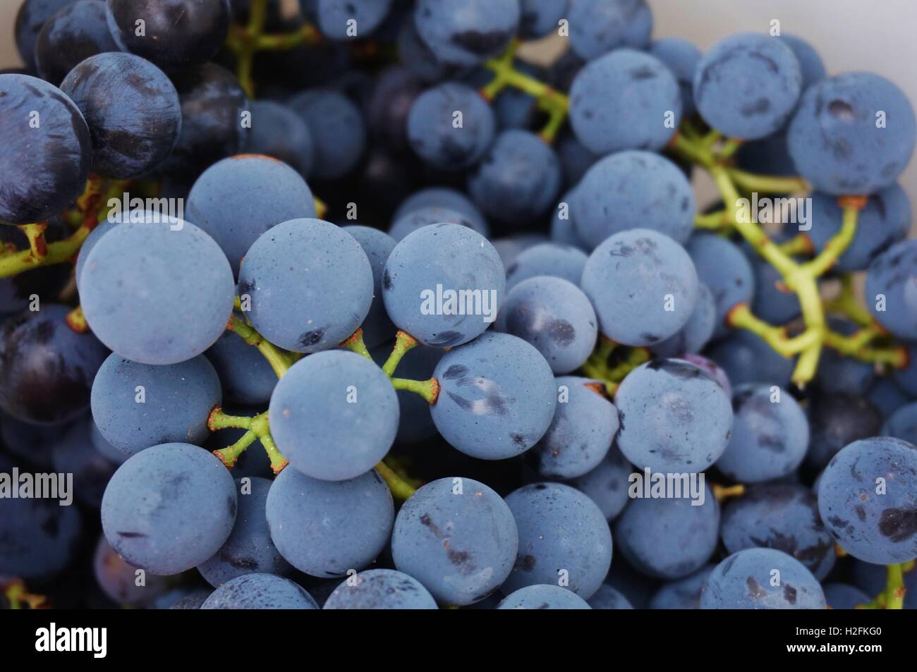 Freshly picked Purple Concord grapes in a harvest bucket Stock Photo ...