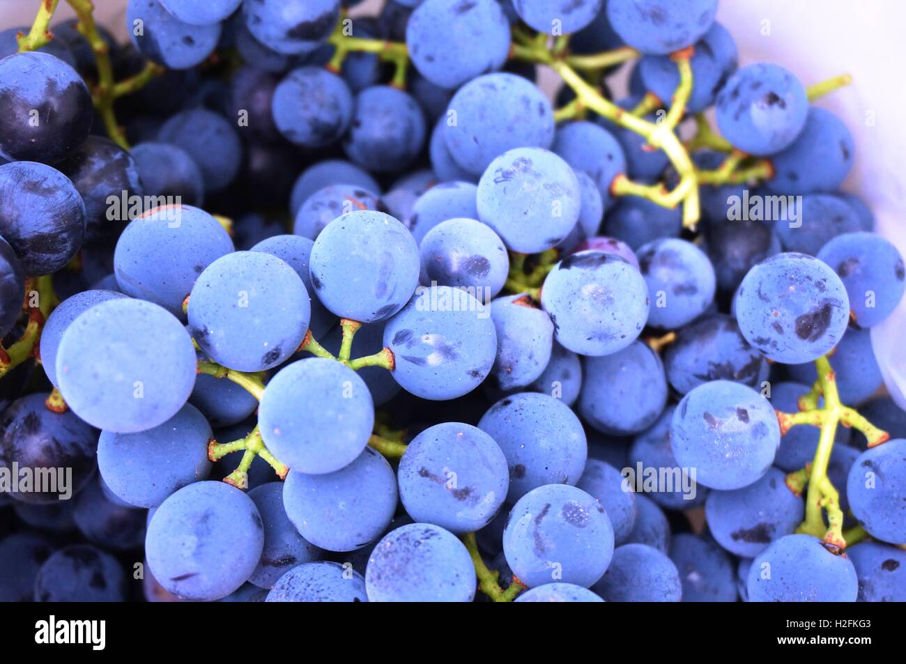 Freshly picked Purple Concord grapes in a harvest bucket Stock Photo ...
