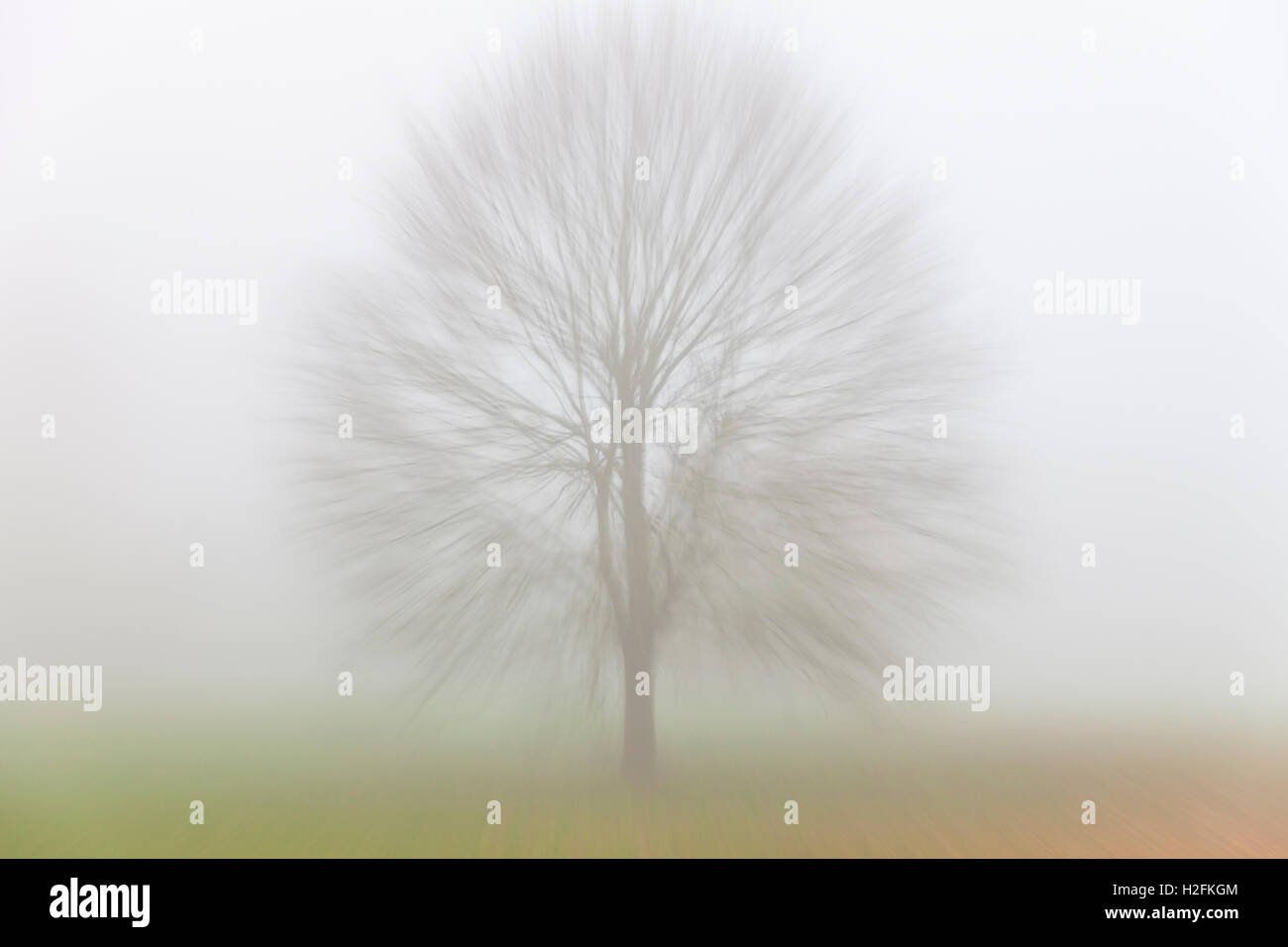 Zoom motion blurred Autumn or Fall tree in a field covered in fog or ...