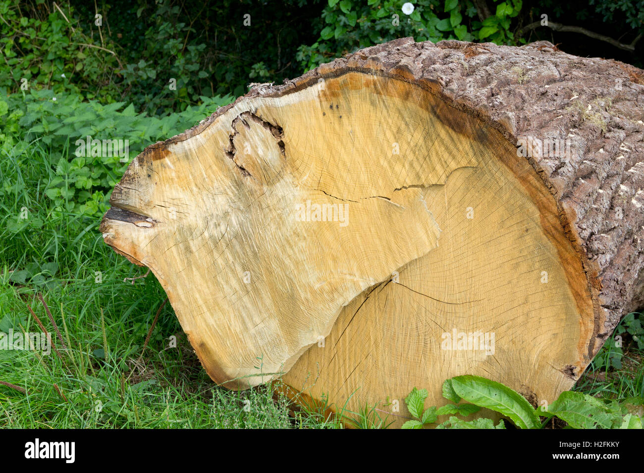 Face pattern hi-res stock photography and images - Alamy