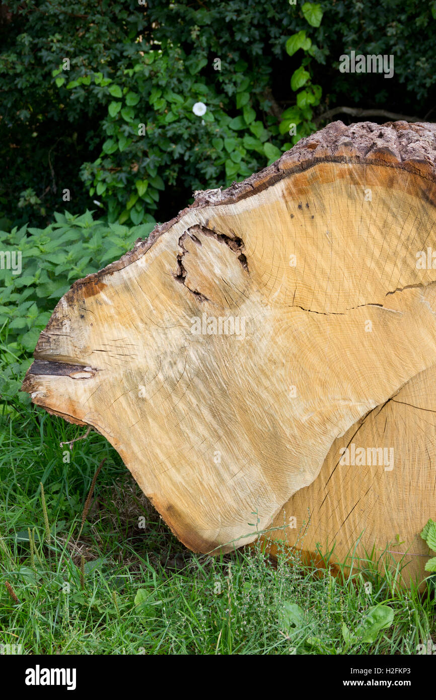 Large log with a face Stock Photo - Alamy