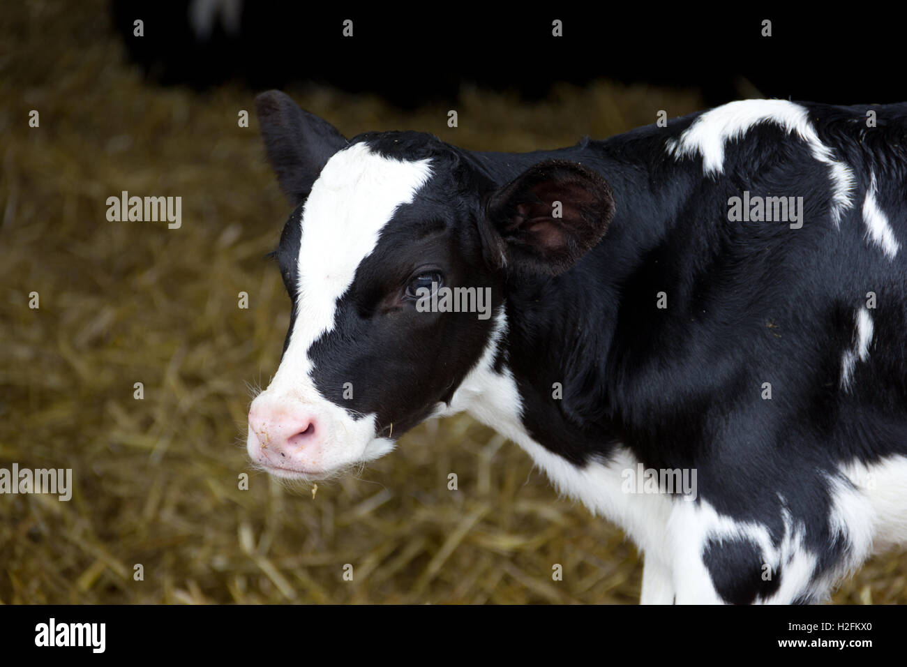 Holstein calf cattle cow hi-res stock photography and images - Alamy