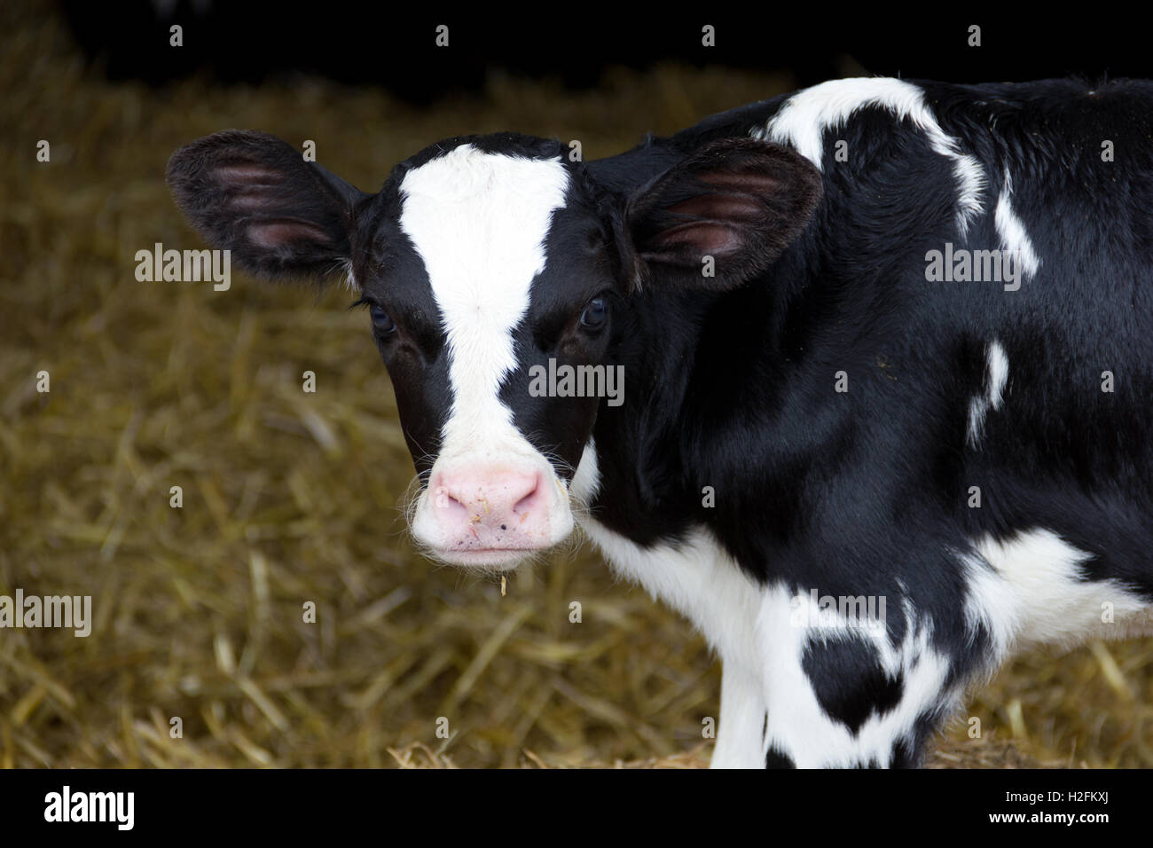 Friesian cow black and white hi-res stock photography and images - Alamy