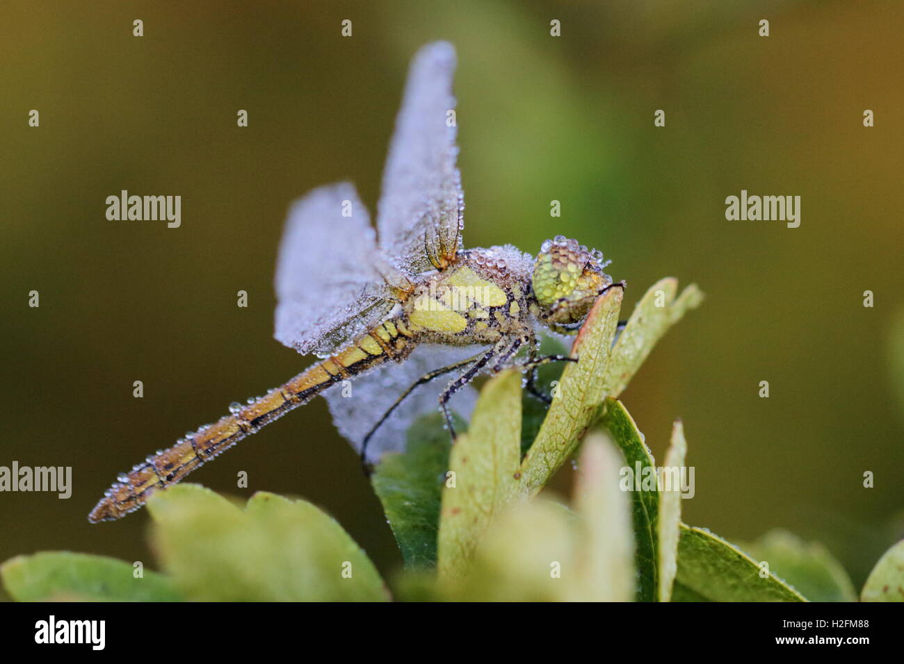 Common Darter Dragonfly (female Stock Photo - Alamy
