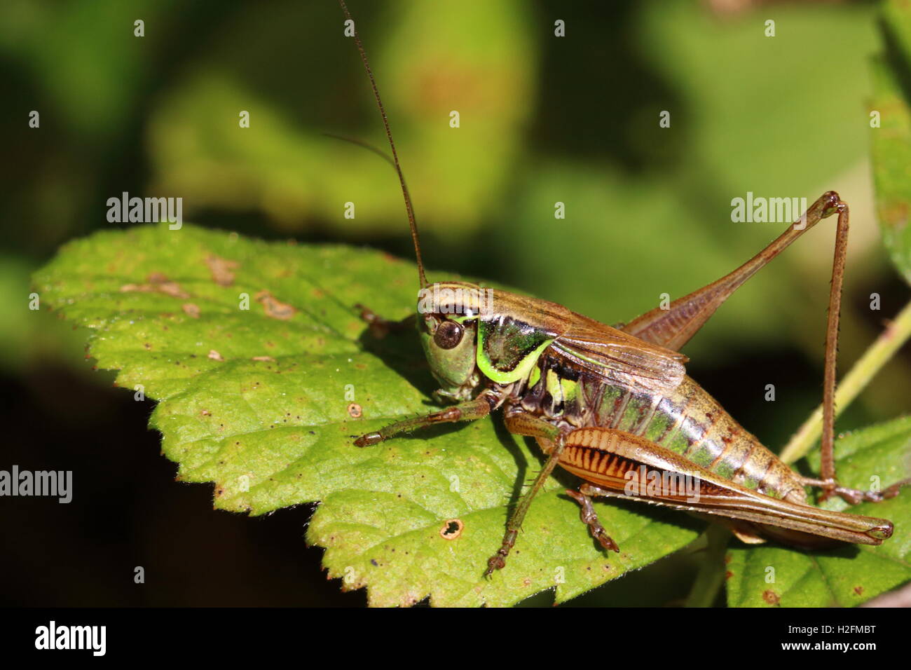 Cricket markings hi-res stock photography and images - Alamy