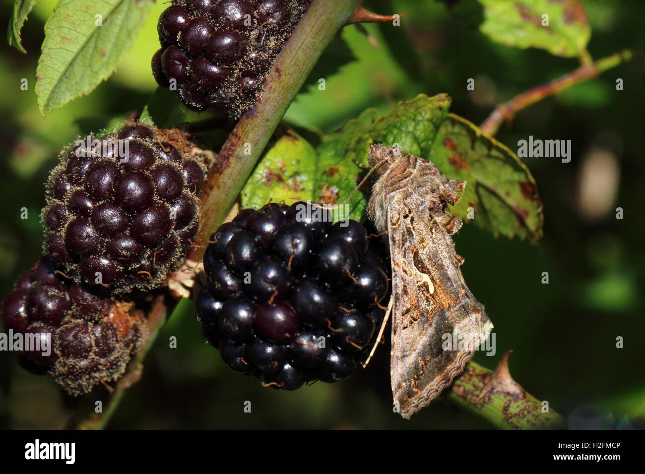 Silver Y Autographa Gamma High Resolution Stock Photography and Images ...