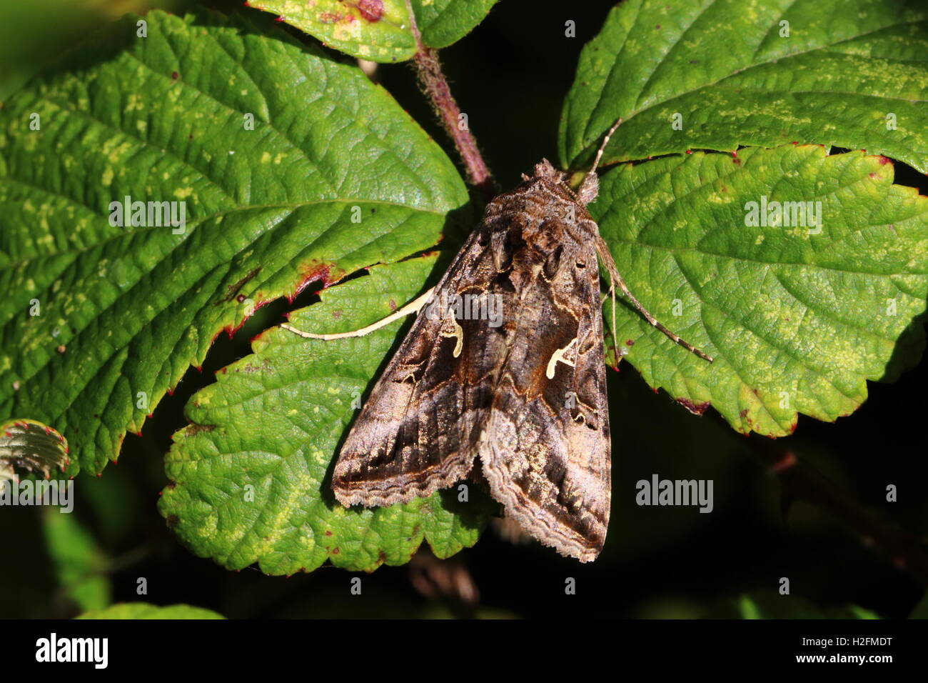 Silver Y Moth Stock Photo - Alamy