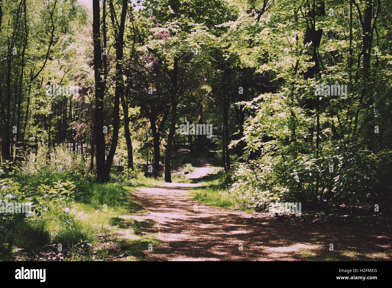 Countryside walk with path winding through trees Vintage Retro Filter ...