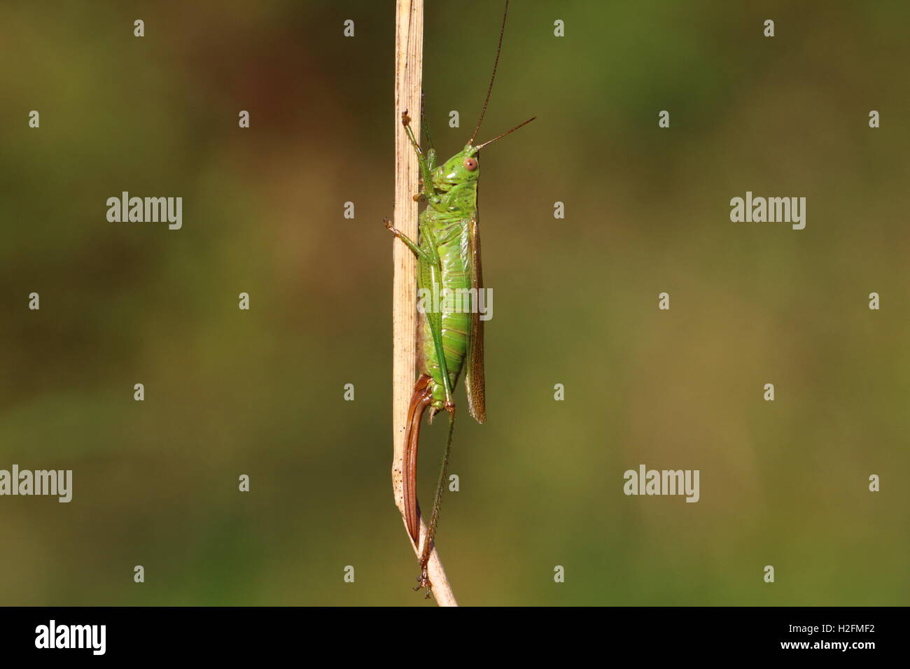 Long-winged Conehead Cricket Stock Photo - Alamy