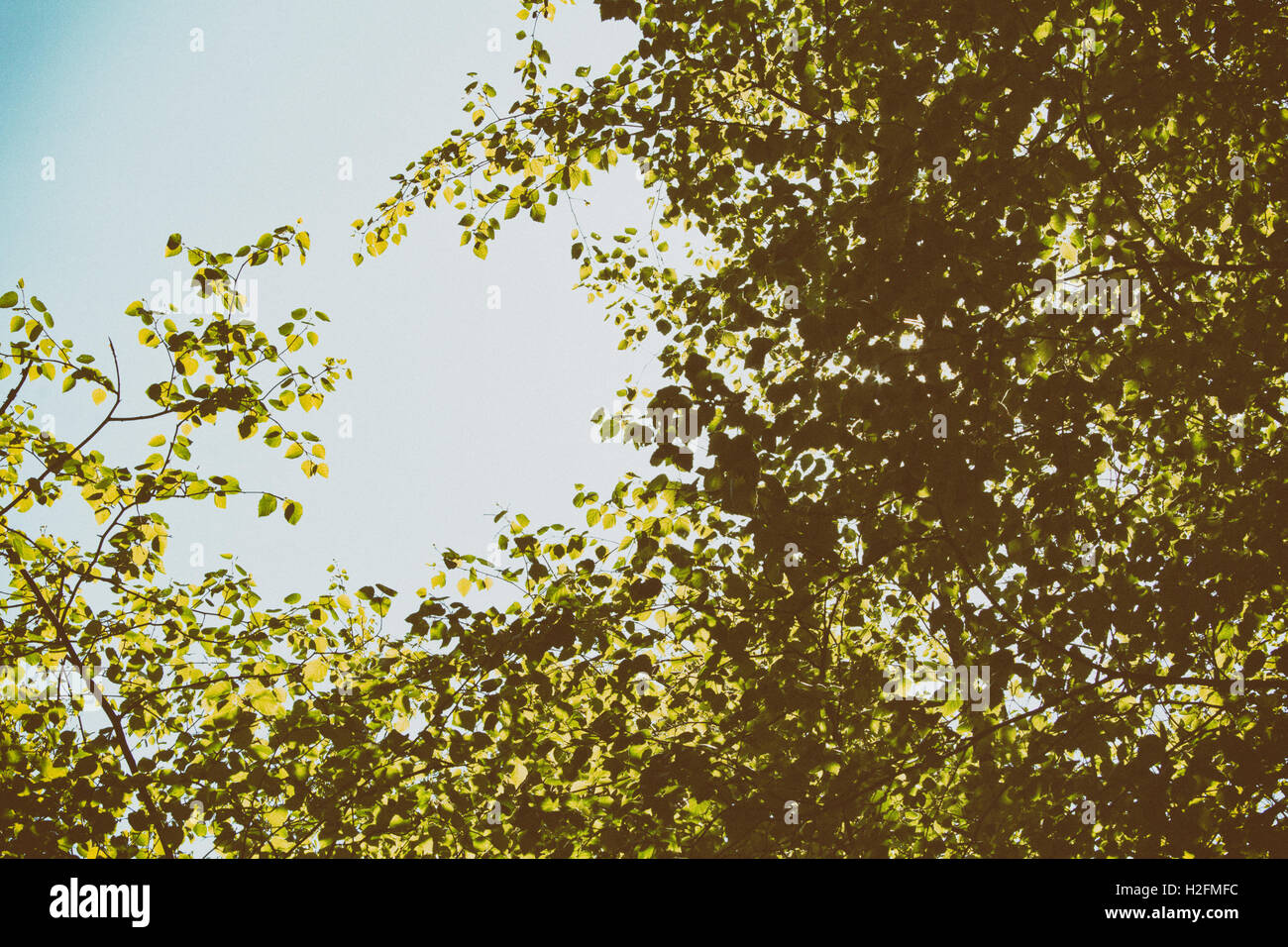 Looking through the trees in an English wood Stock Photo - Alamy