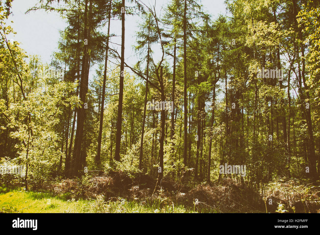 Looking through the trees in an English wood Stock Photo - Alamy